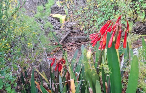 Poachers target South Africa’s ‘miracle’ plant with near impunity