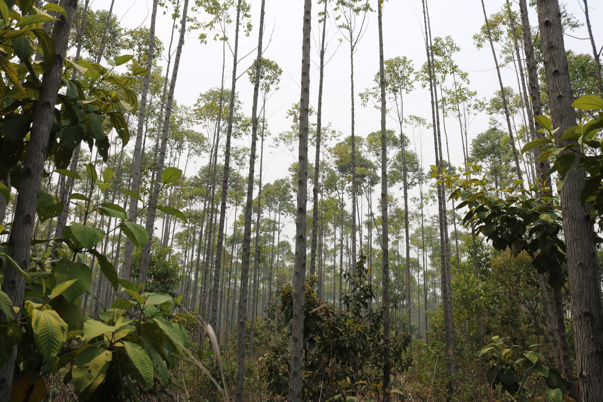 Conservation news on Reforestation