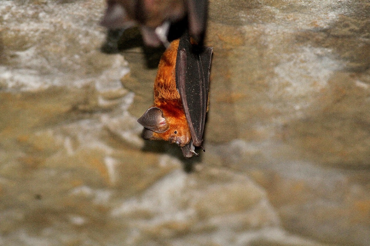 Great Himalayan leaf-nosed bat finally confirmed in Bangladesh