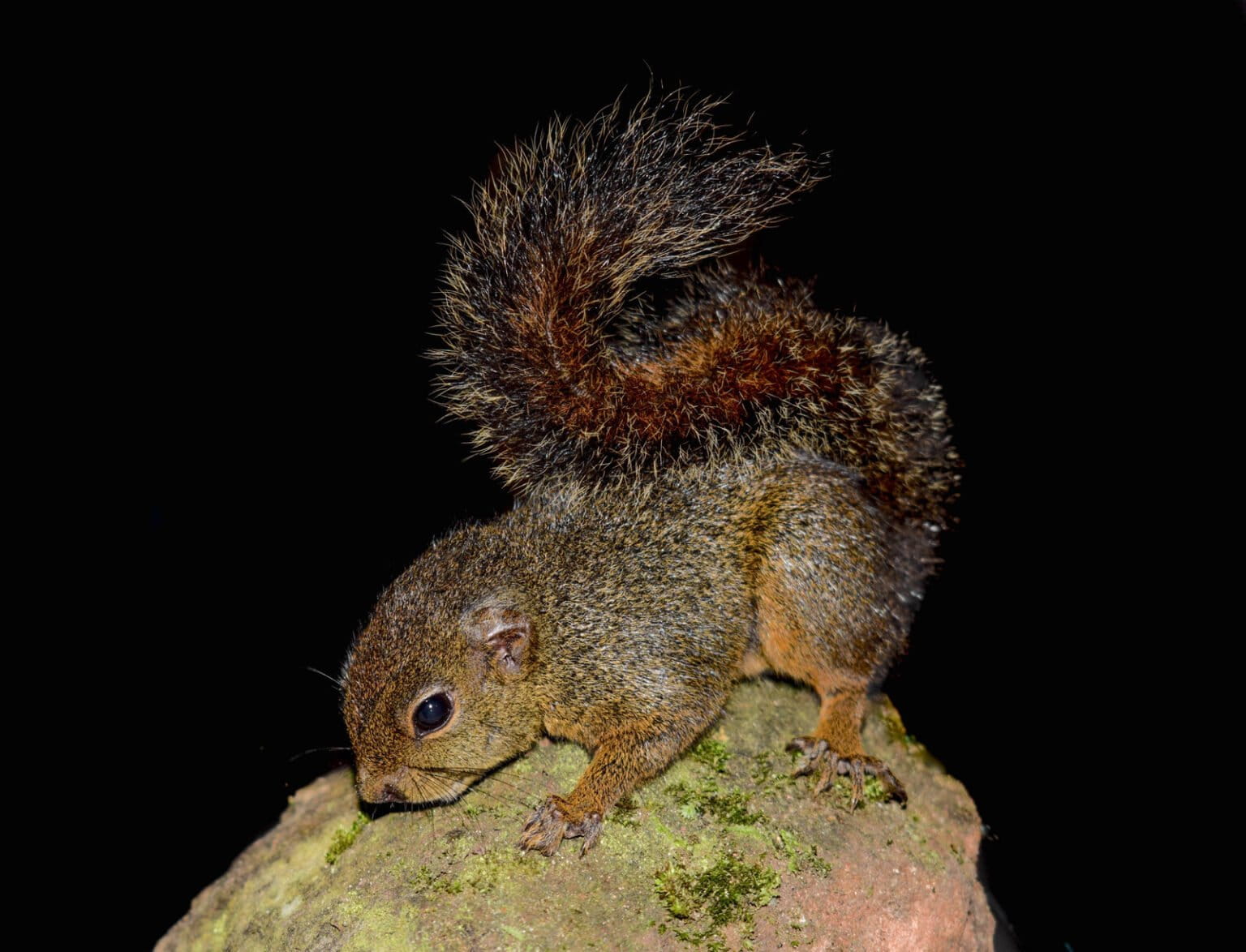 Photos: Top new species from 2024