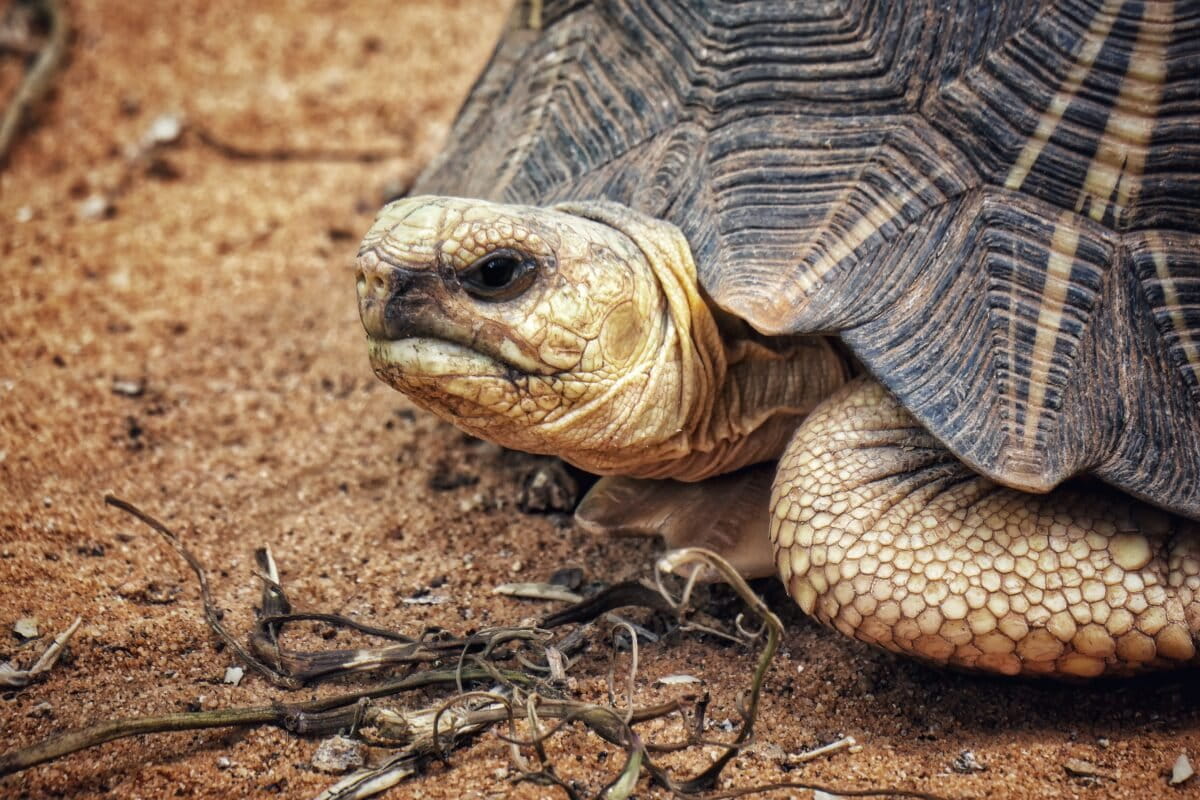 Tortoise protection culture prompts efforts to curb trafficking in ...