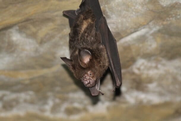 Great Himalayan leaf-nosed bat finally confirmed in Bangladesh
