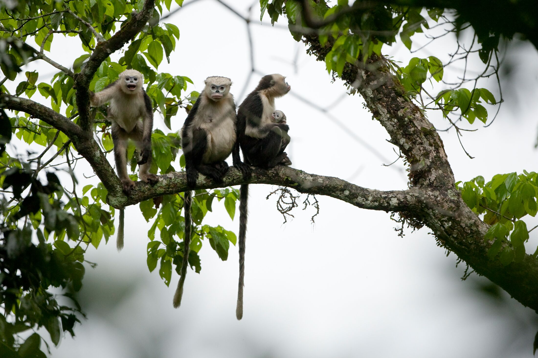 Tonkin snub-nosed monkeys were found in only two places on Earth. Now ...