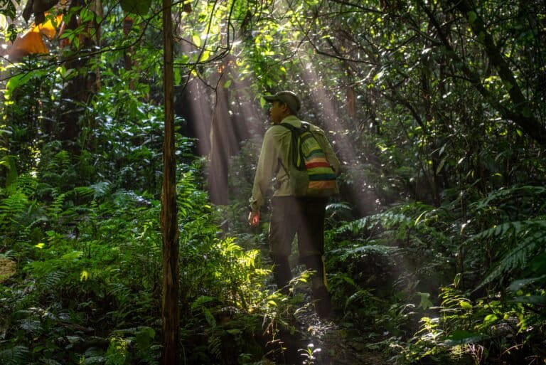 Tonkin snub-nosed monkeys were found in only two places on Earth. Now ...