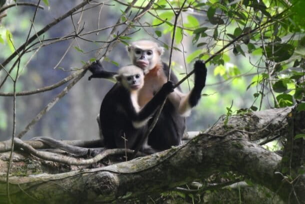 Tonkin snub-nosed monkeys were found in only two places on Earth. Now ...