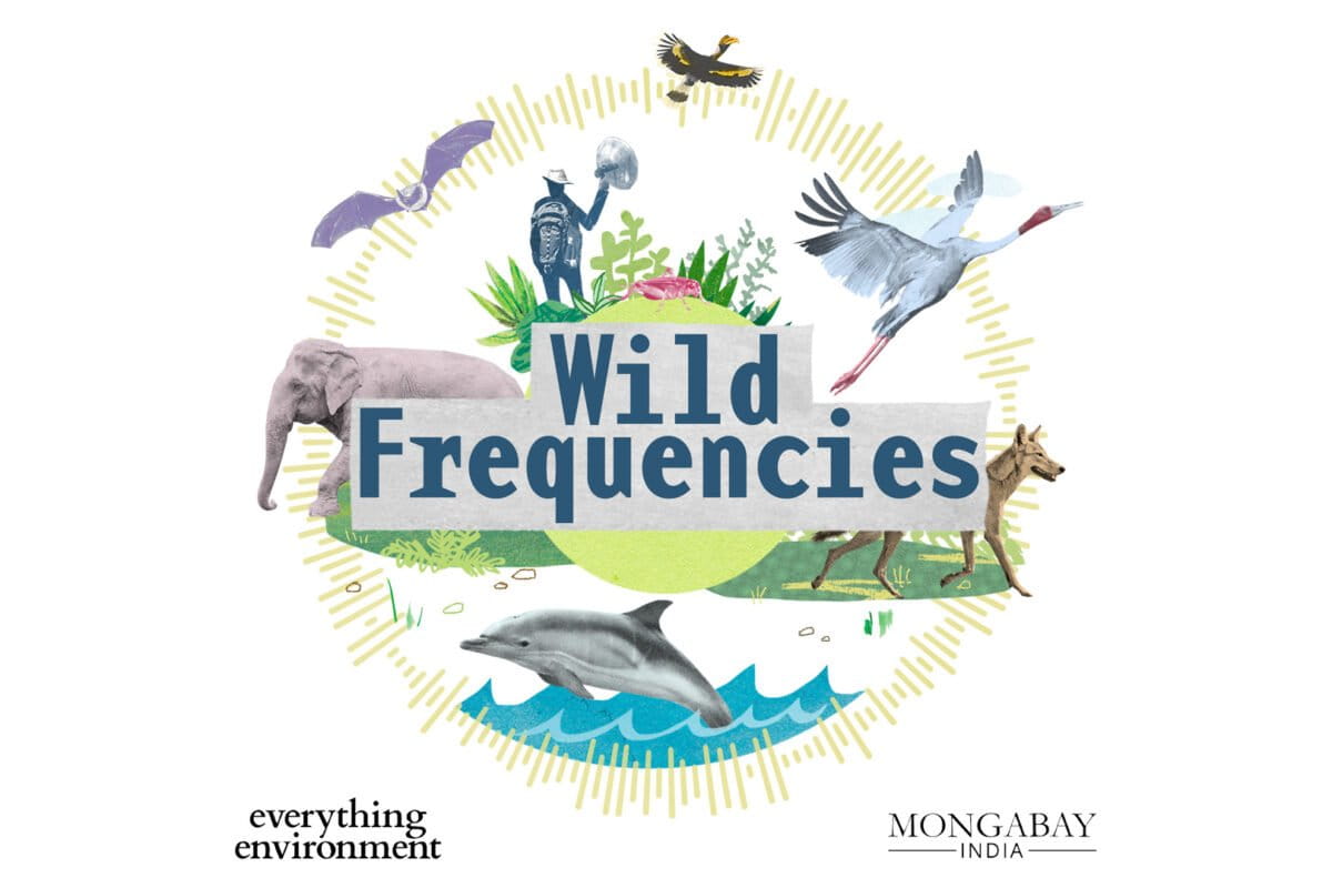 ‘Wild Frequencies’: Podcast miniseries from India explores wild animal ...