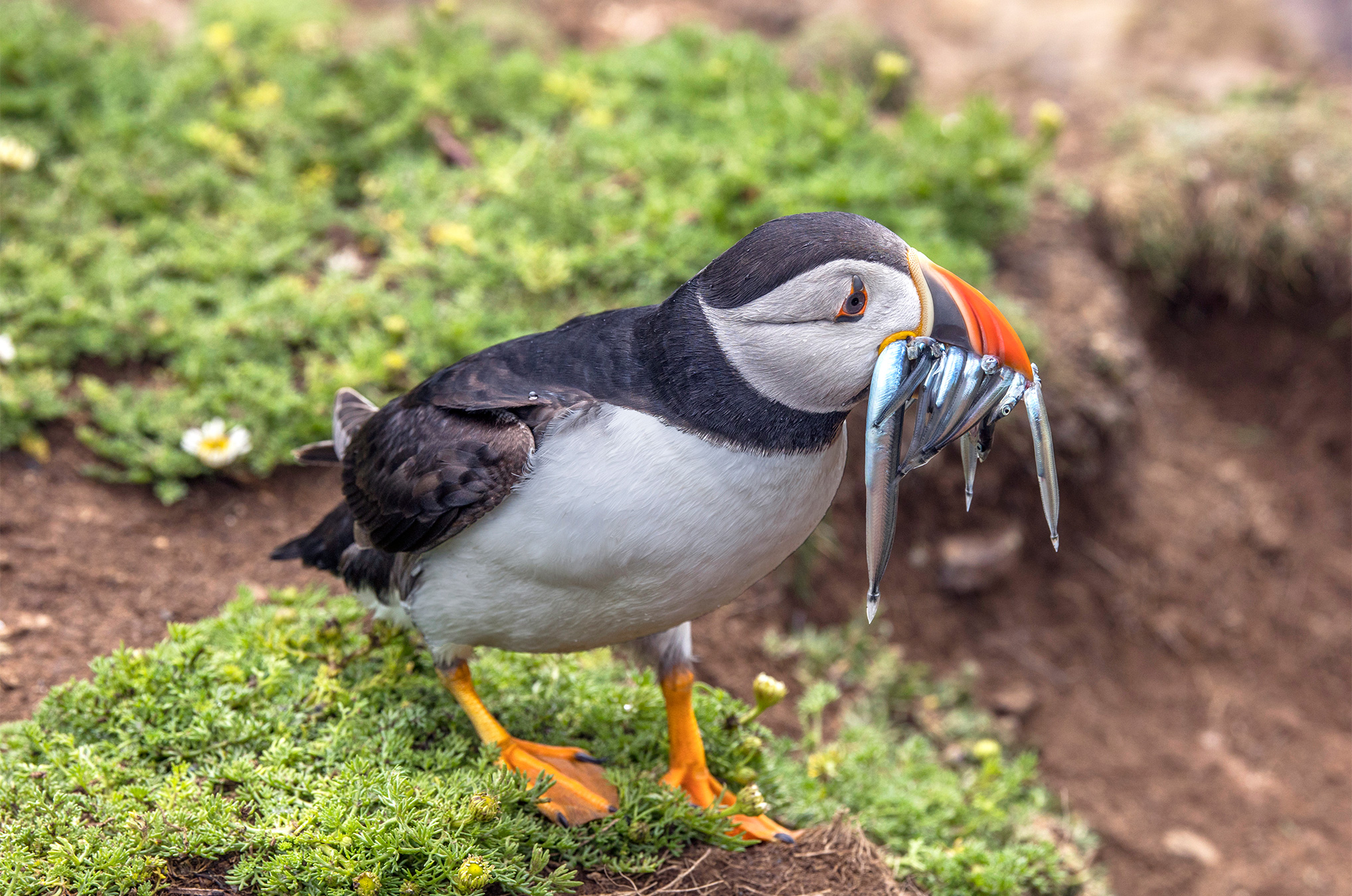 Atlantic Puffin Puffin Bills Glow | BirdNote