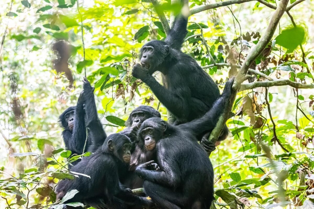 Bonobo numbers in DRC park stable, but signs of decline appear