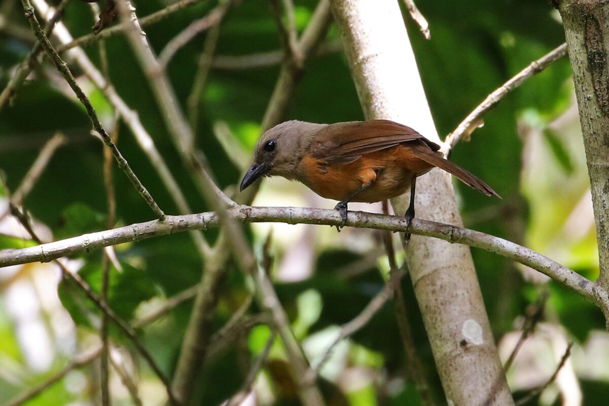 Indonesia’s voracious songbird trade laps up rare and poisonous pitohuis