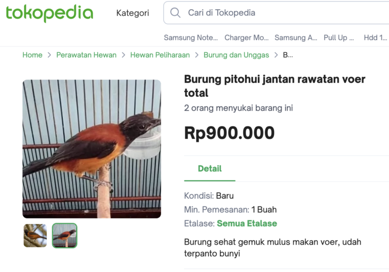 Indonesia’s voracious songbird trade laps up rare and poisonous pitohuis
