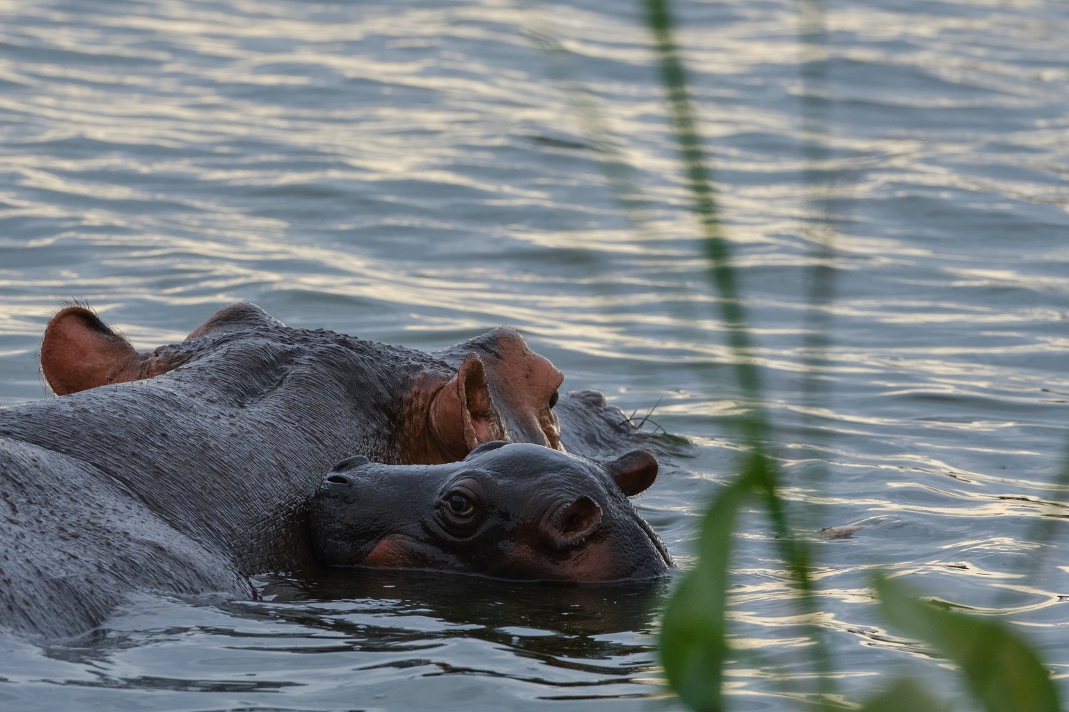 For Ugandan farmers, good fences make good neighbors — of elephants
