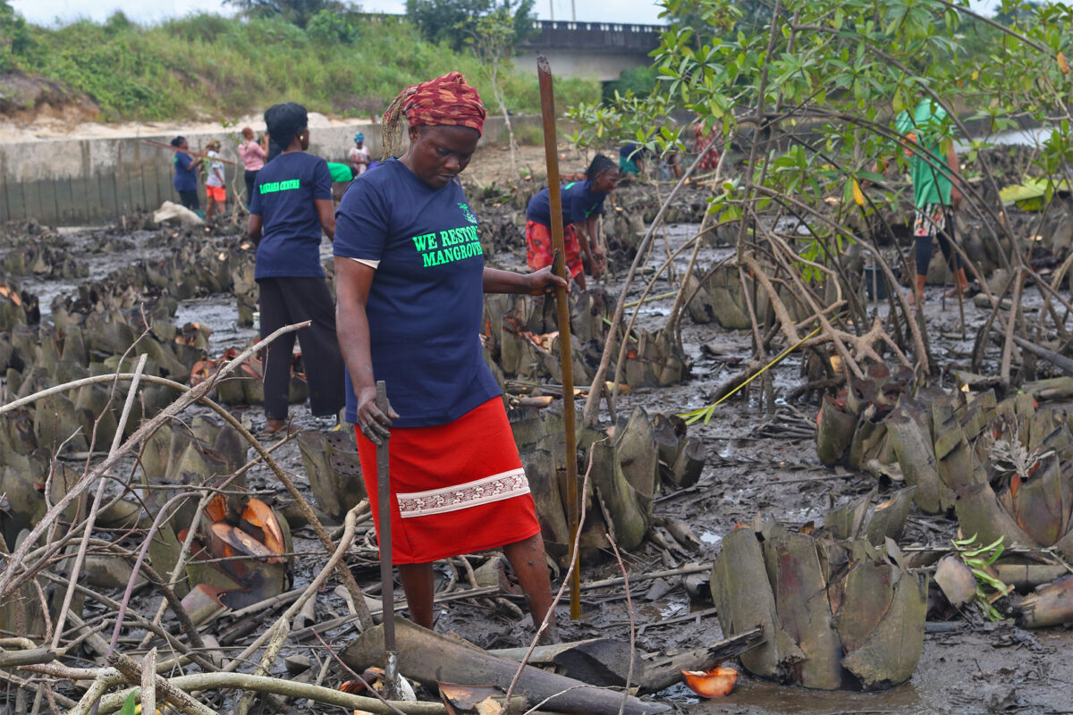Ogoni women restore mangroves and livelihoods in oil-rich Niger Delta