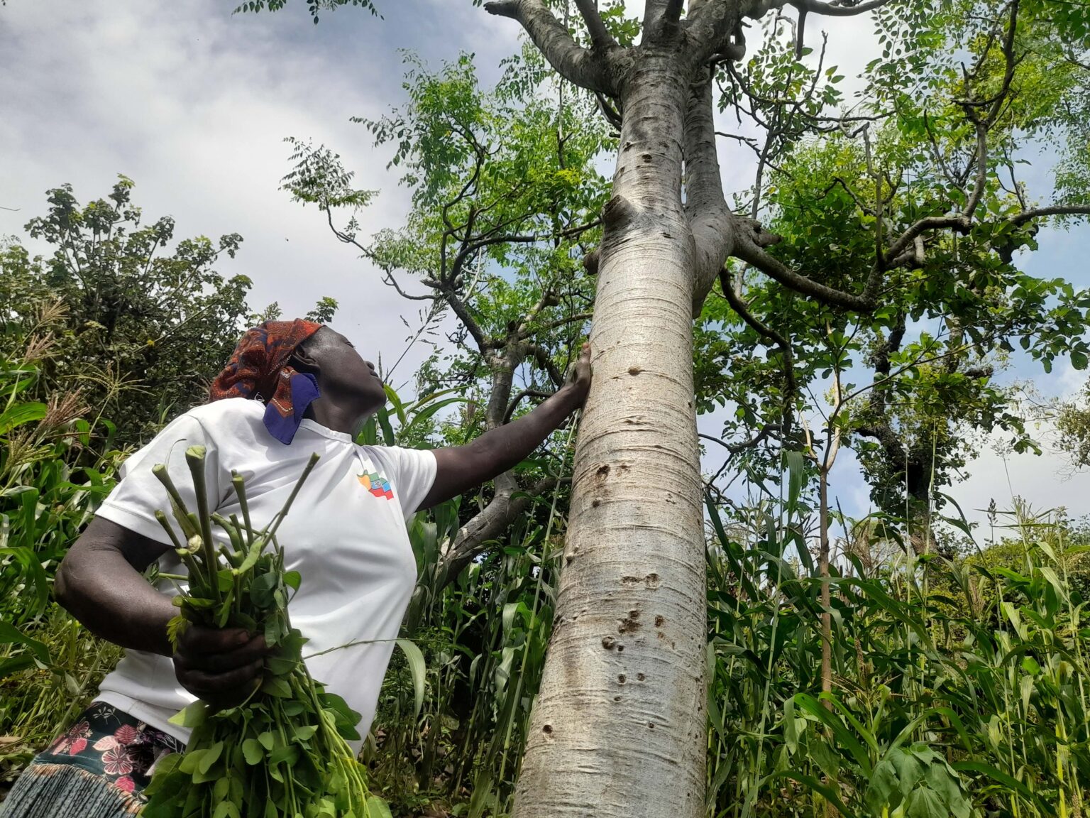 Sustaining a 400-year-old Ethiopian farming tradition: Interview with ...