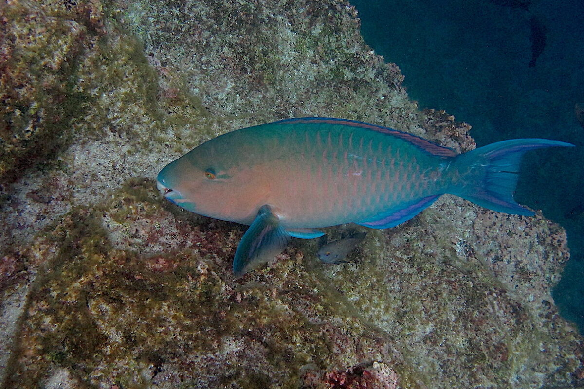 As Gálapagos ecotourism booms, top naturalist guide urges sustainability