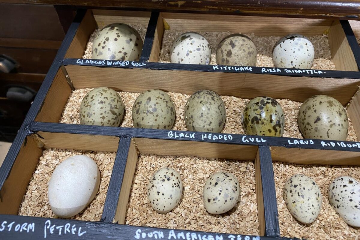 Record seizure highlights scale of wild bird egg theft in UK