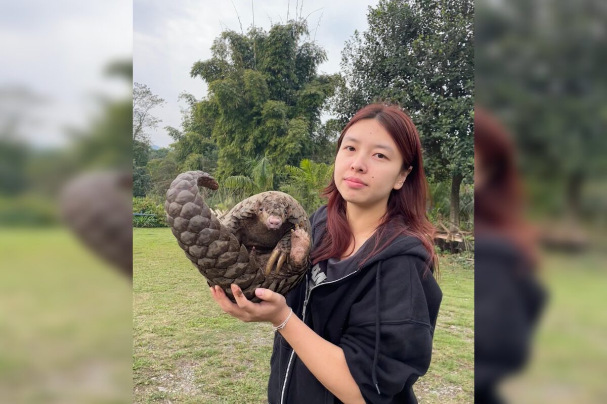 Scientists unveil potential new pangolin species, highlighting ...