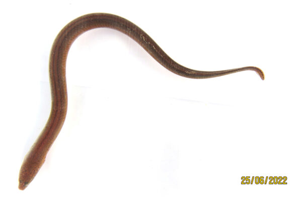 Blob-headed fish and four mammals among 27 newly described species in ...