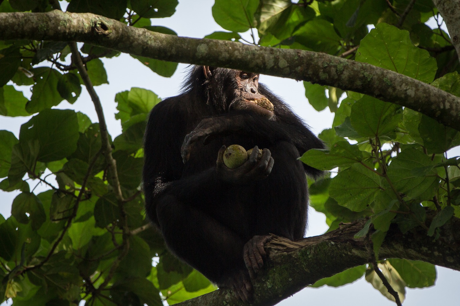 To conserve chimps, understand their genetic traits and local ...
