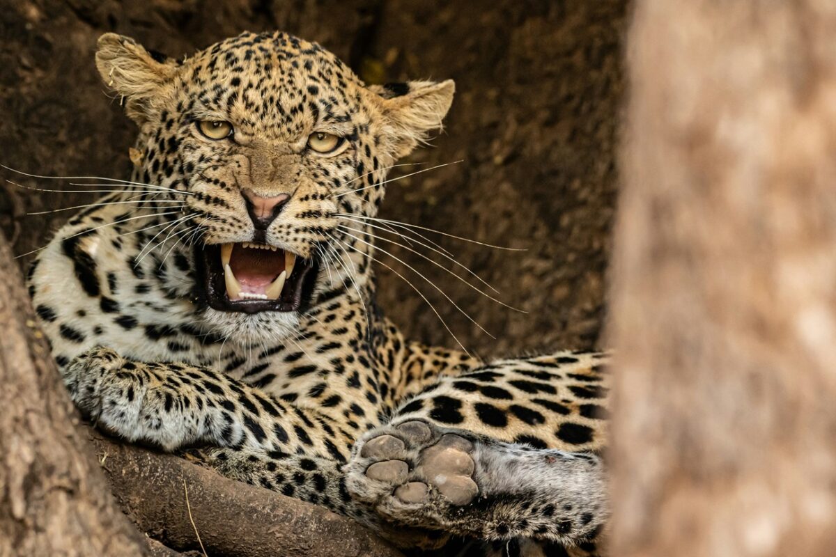 Leopards’ unique ‘sawing’ sounds could aid conservation efforts