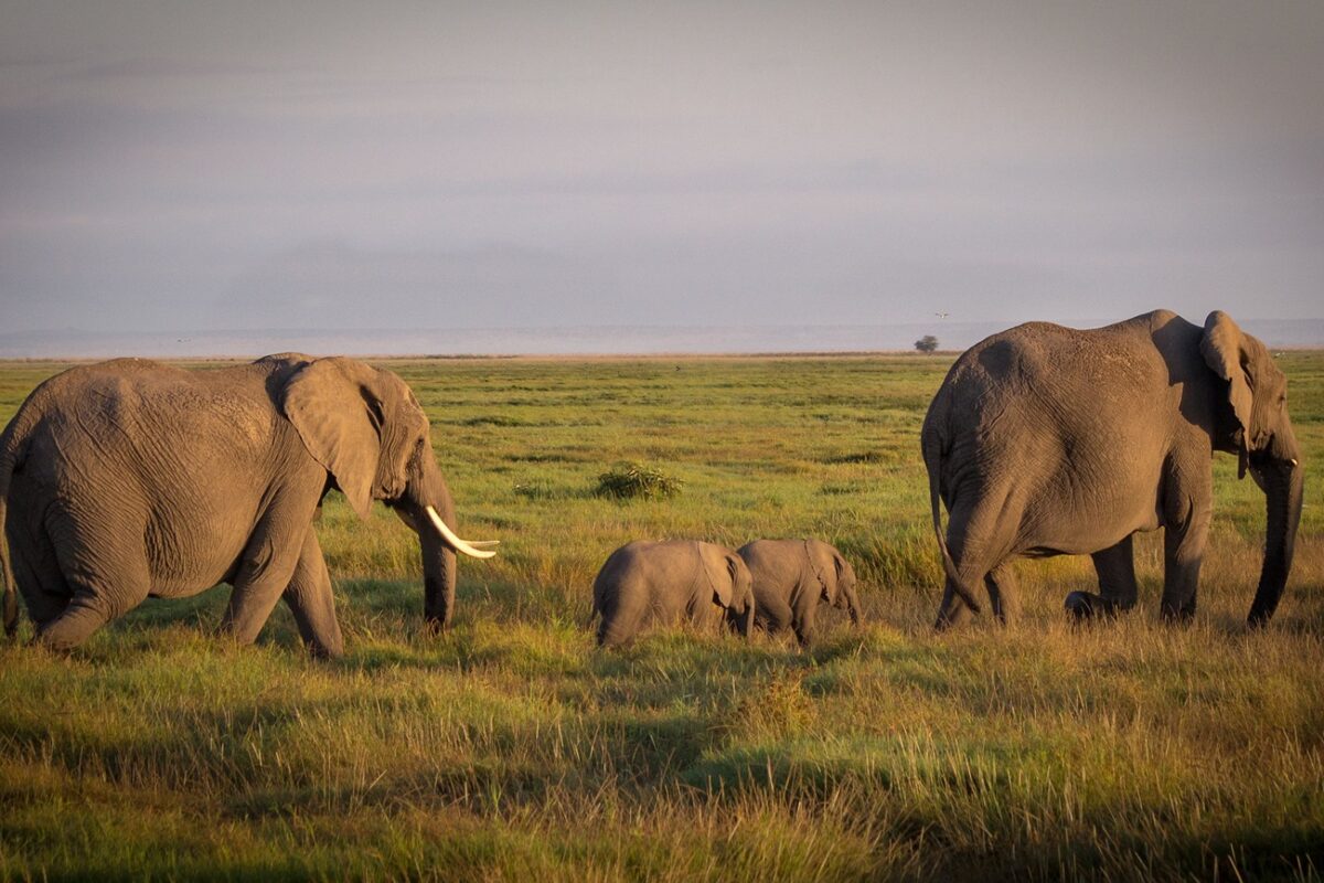 Kenya wildfire threatens region of rare wildlife, plant species