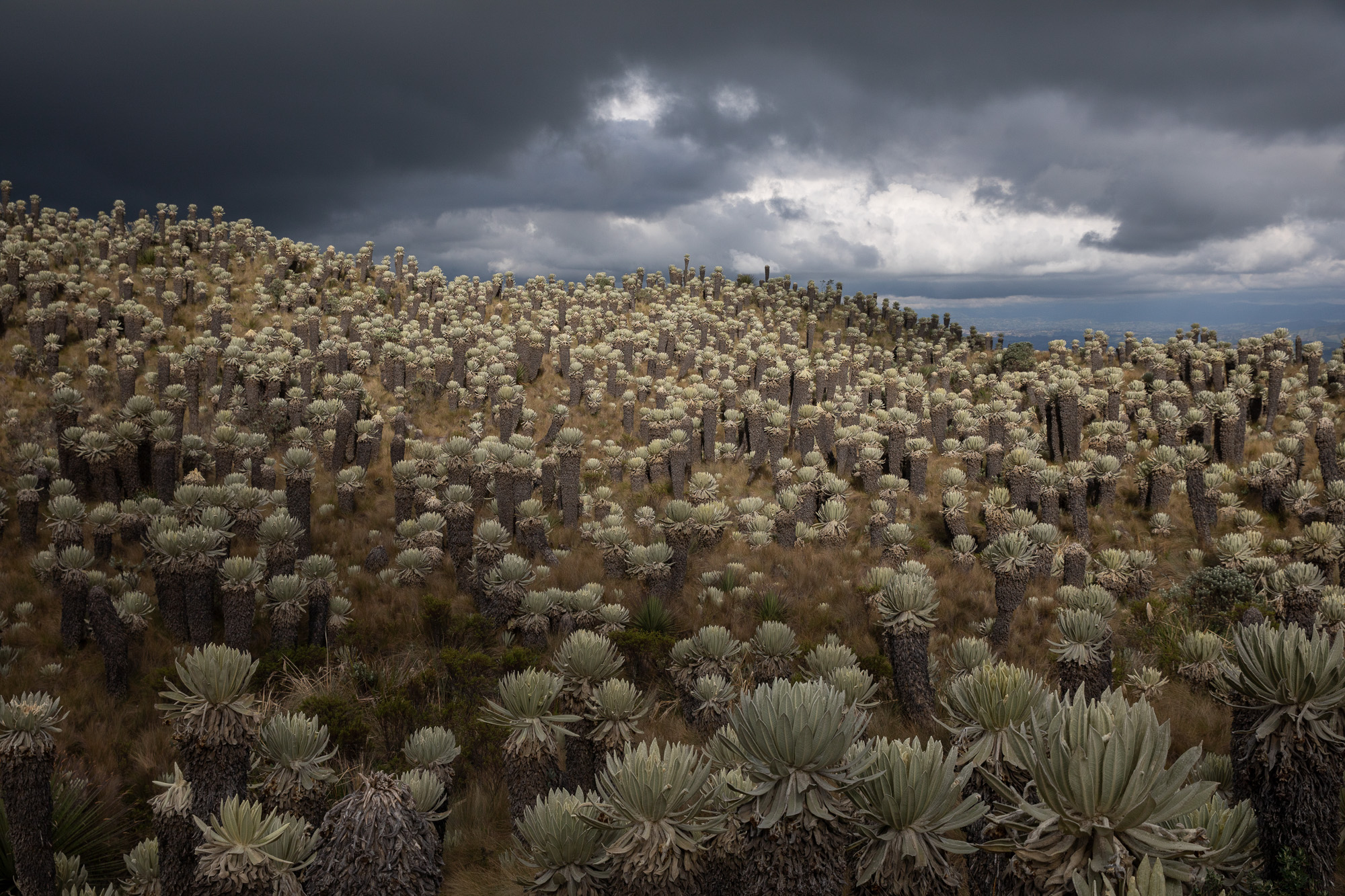 In Ecuador, a mountain shrub could hold the key to restoring a precious ...