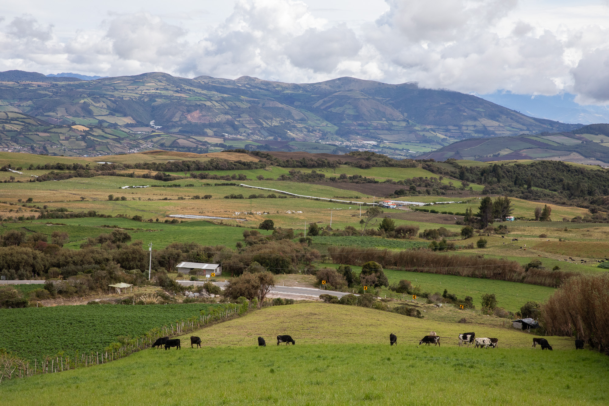 In Ecuador, a mountain shrub could hold the key to restoring a precious ...