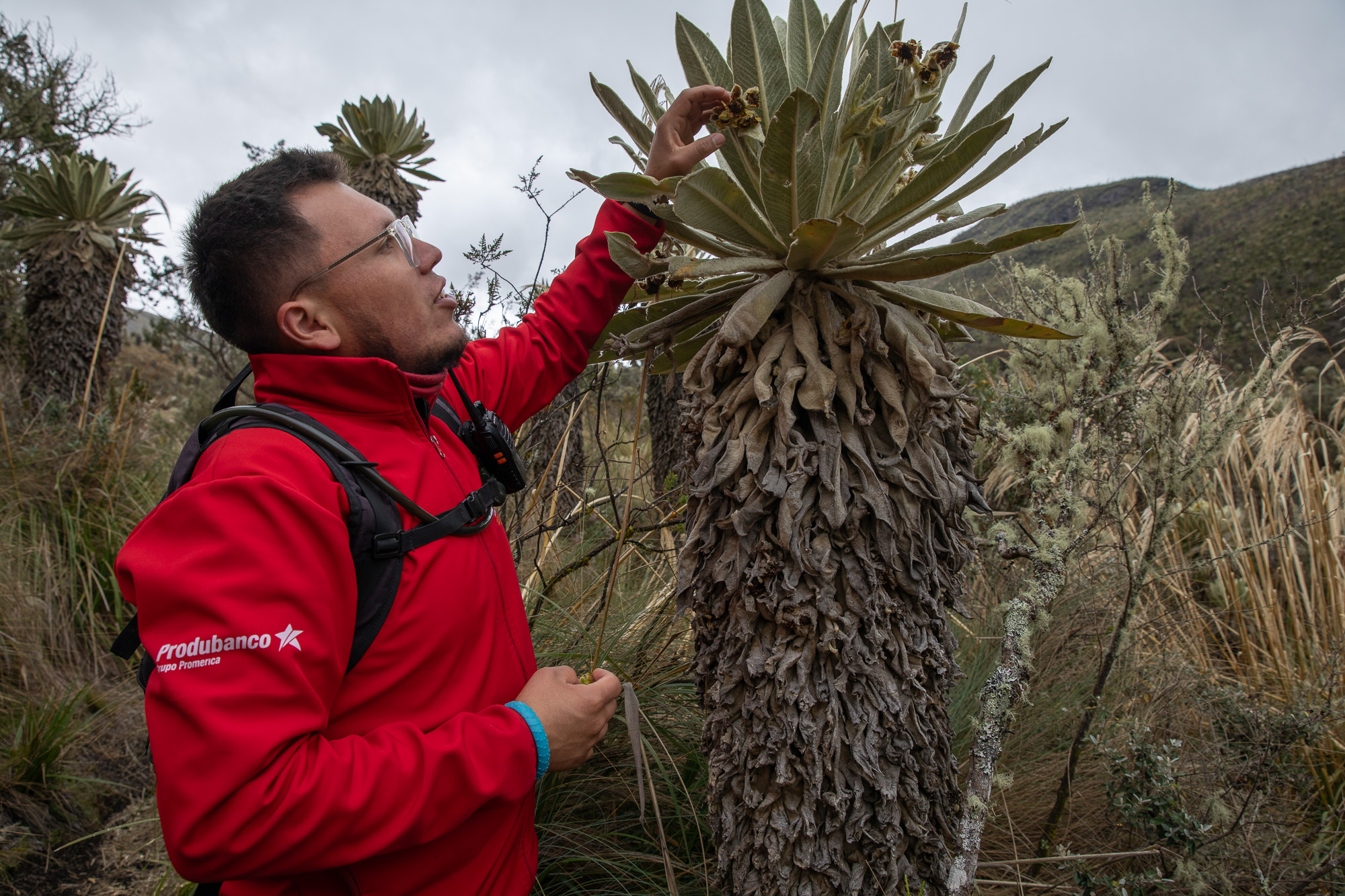 In Ecuador, a mountain shrub could hold the key to restoring a precious ...