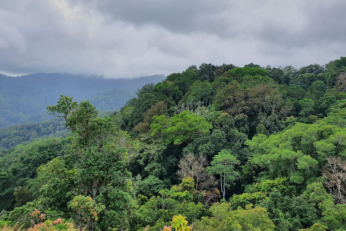 Indonesia targets 2.3m hectares of protected forests for food & biofuel ...