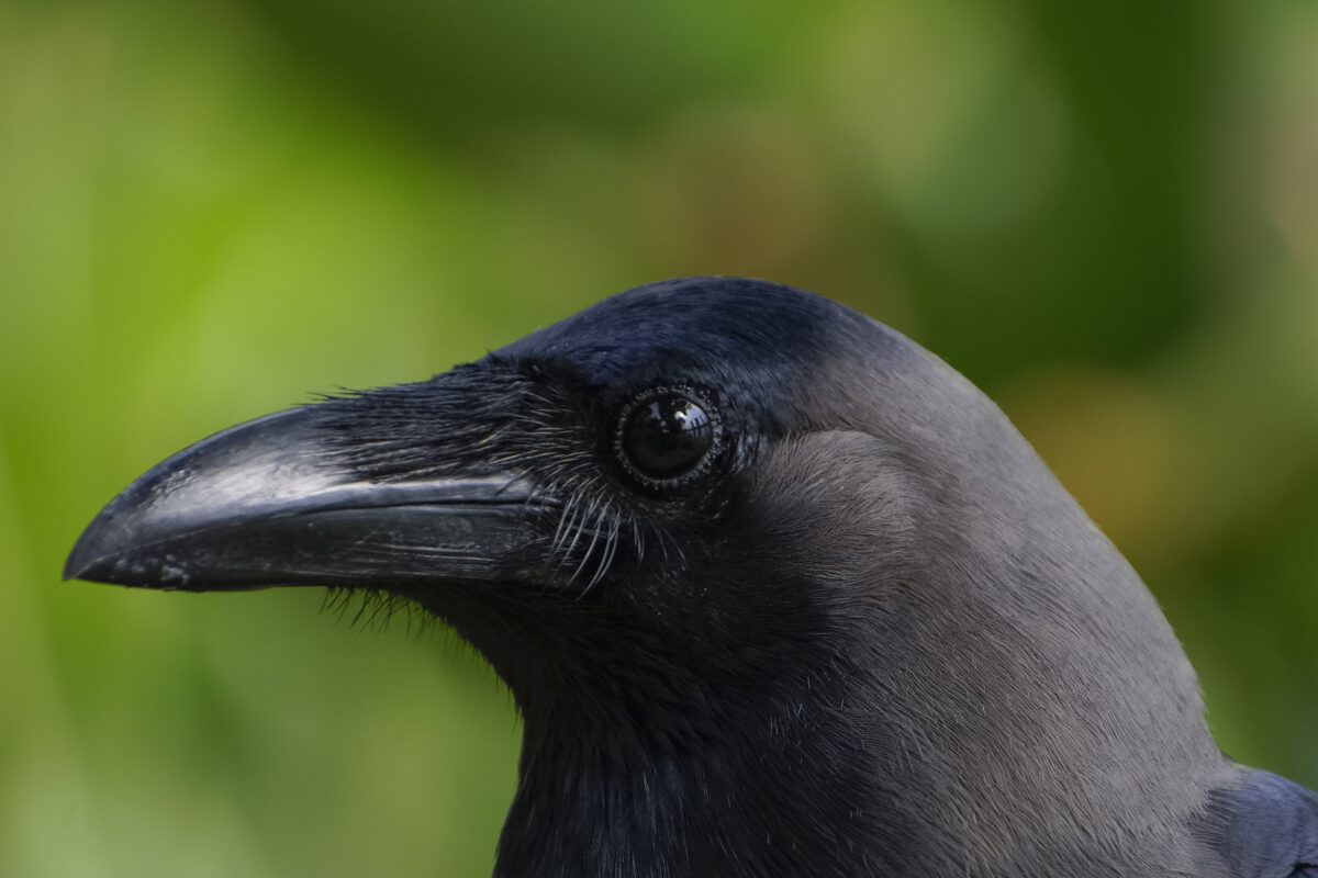 Kenya revives poisoning campaign to curb invasive Indian house crows