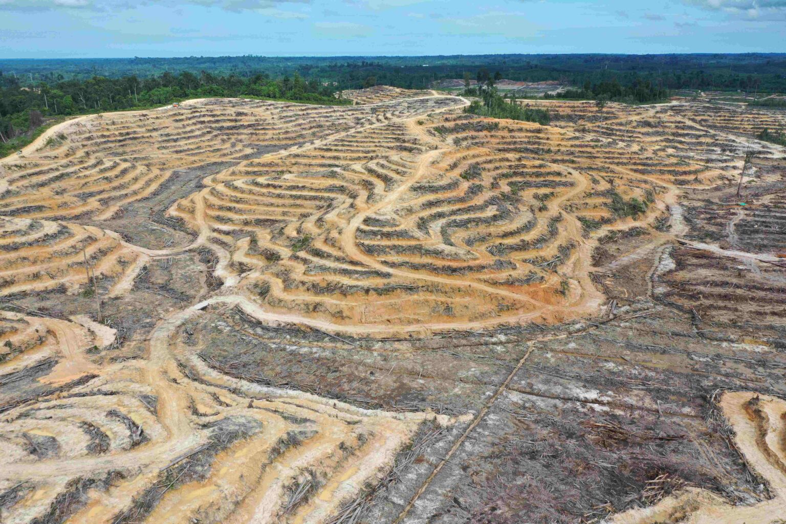 Surge in legal land clearing pushes up Indonesia deforestation rate in 2024