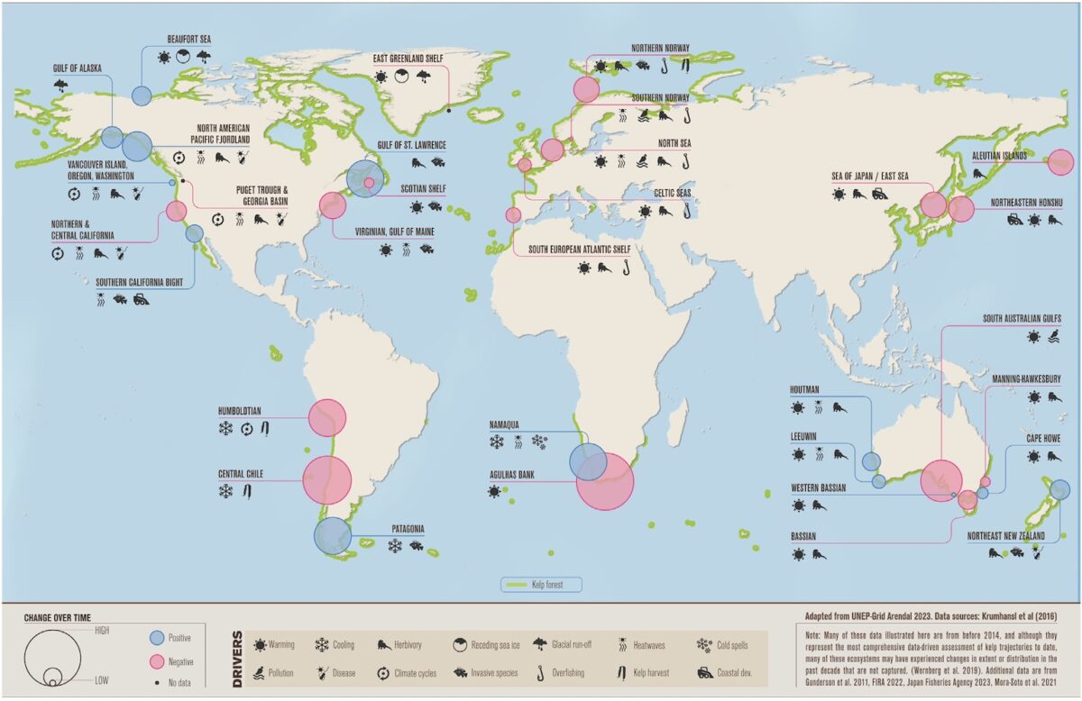 The world’s kelp needs help — less than 2% is highly protected