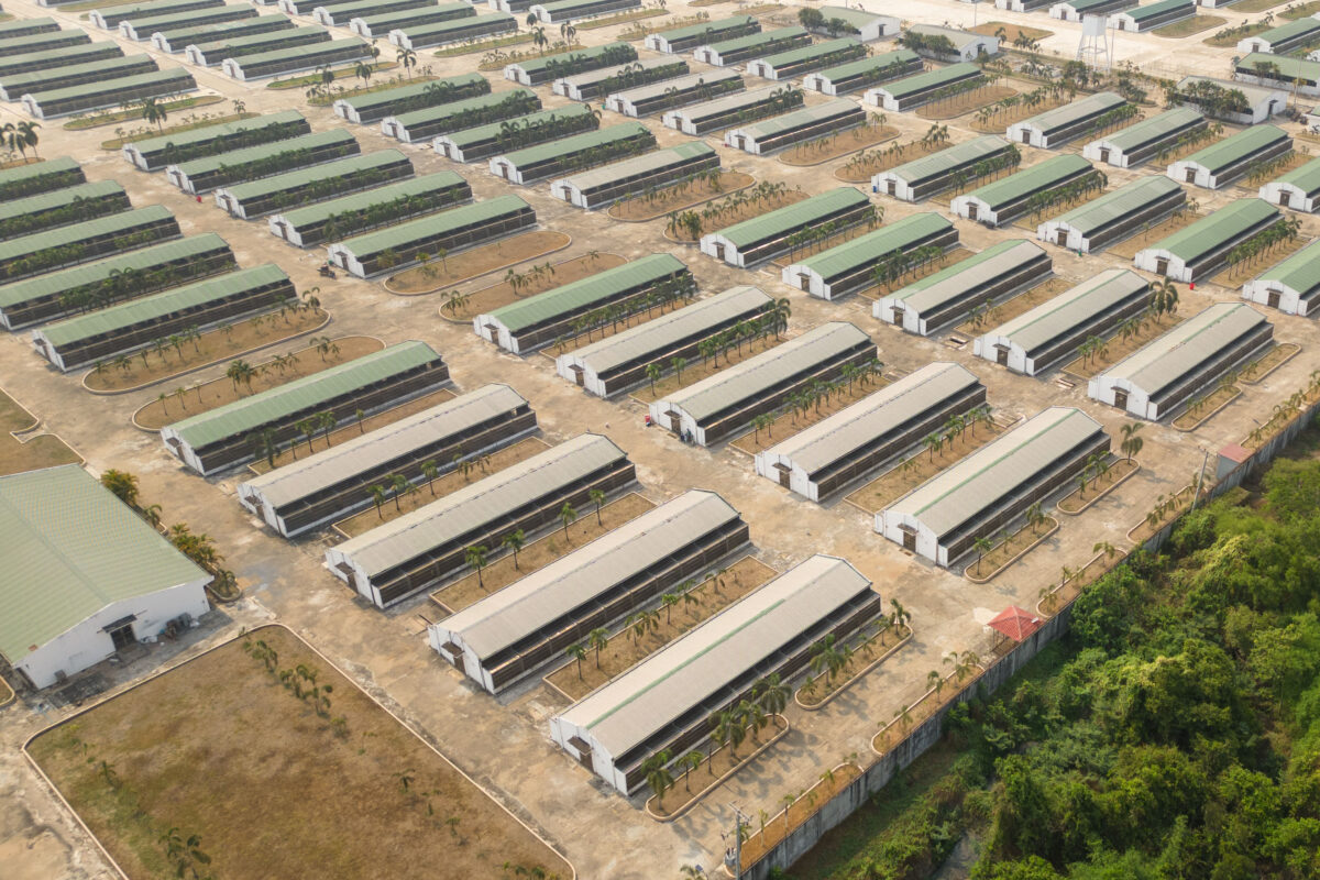 Report alleges criminality in Cambodian, Vietnamese monkey trade