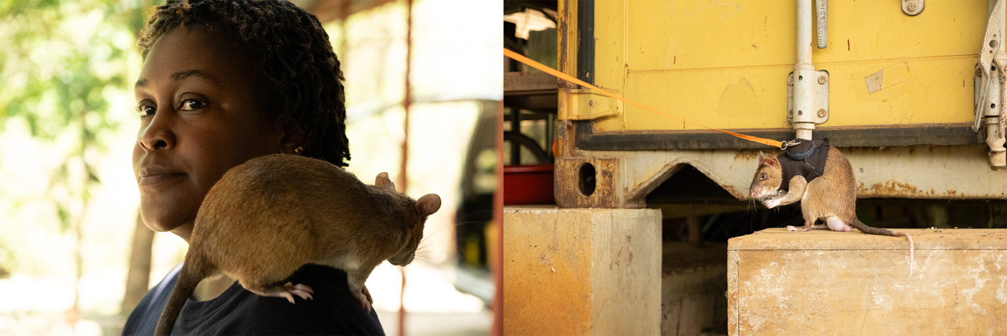 Meet the giant rats fighting wildlife trafficking