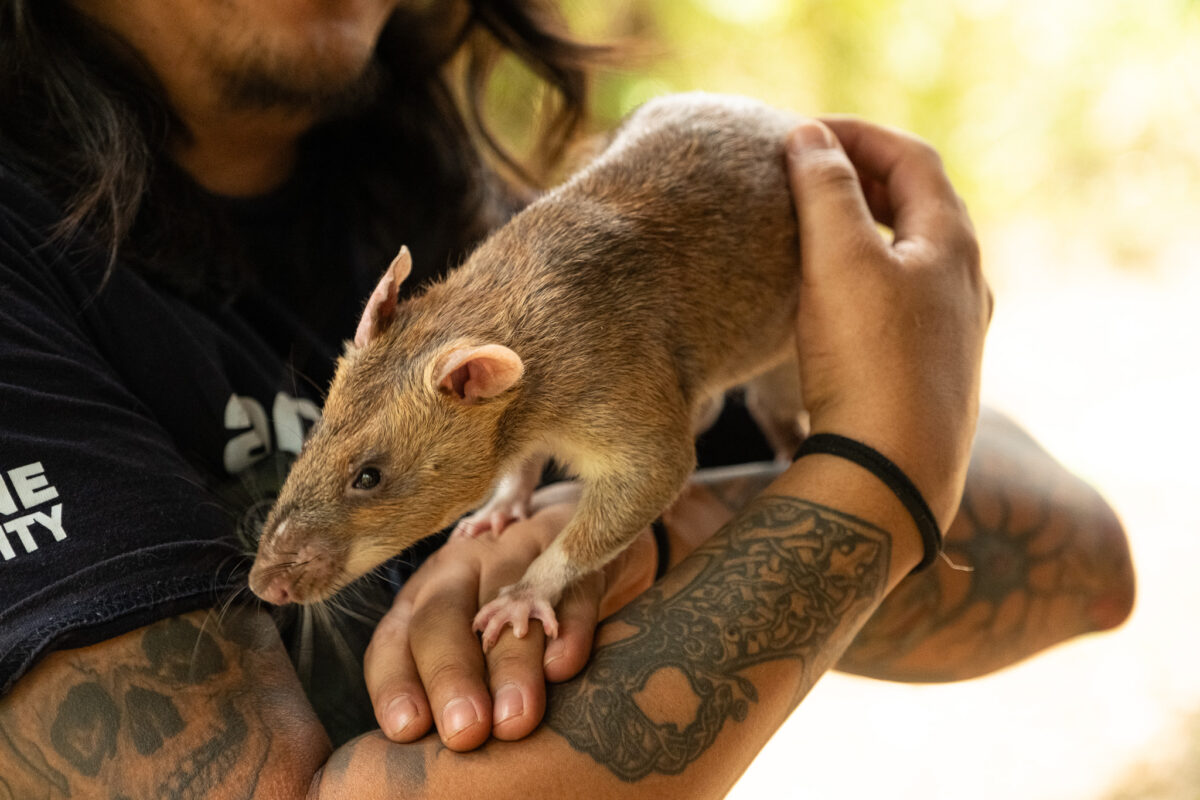 Meet the giant rats fighting wildlife trafficking