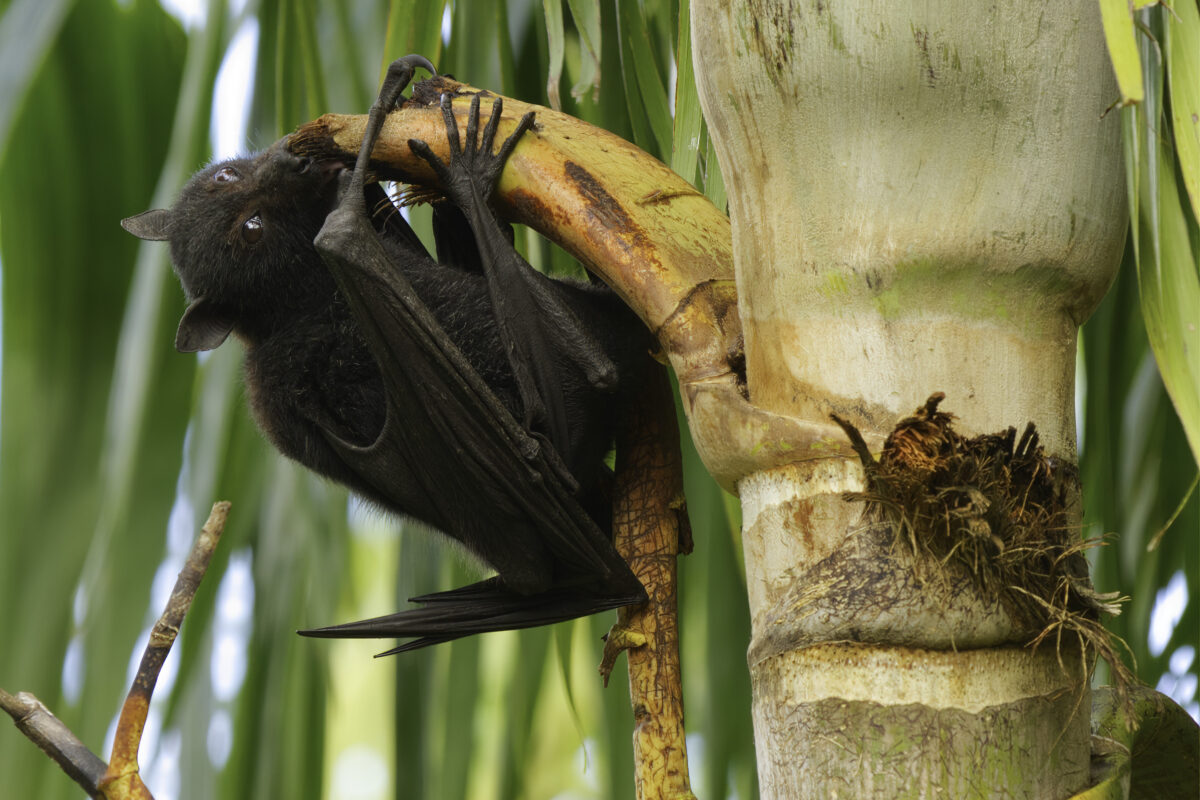 Declining biodiversity and emerging diseases are entwined, more study ...