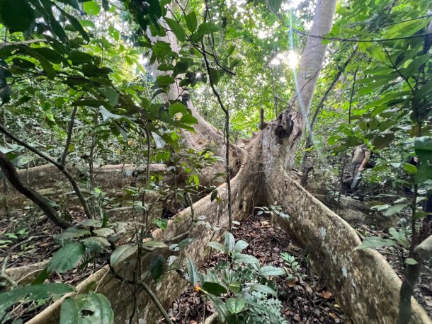Forest of rare trees in Zanzibar now earmarked for ‘eco-resort’