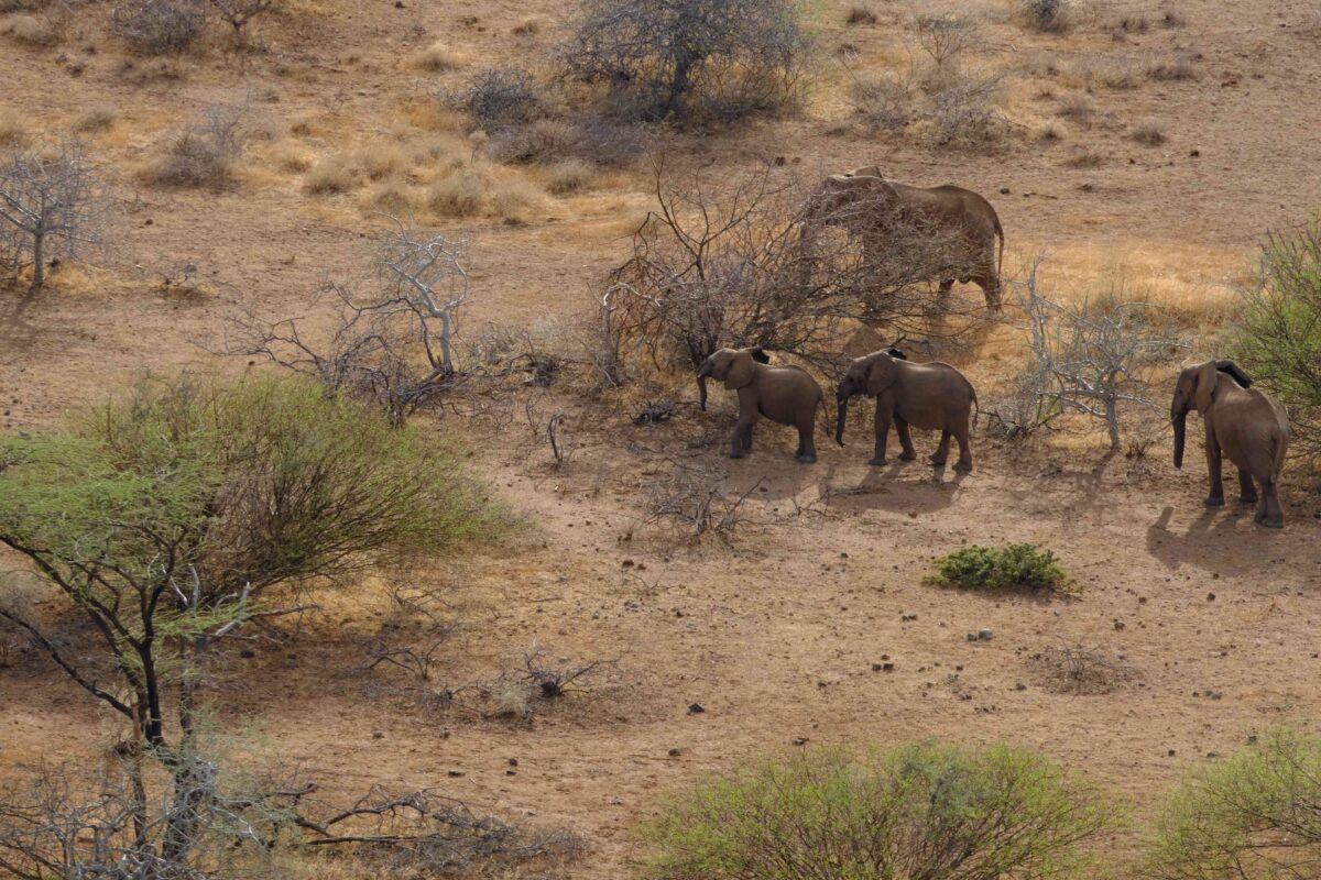 Across the world, conservation projects reel after abrupt US funding cuts