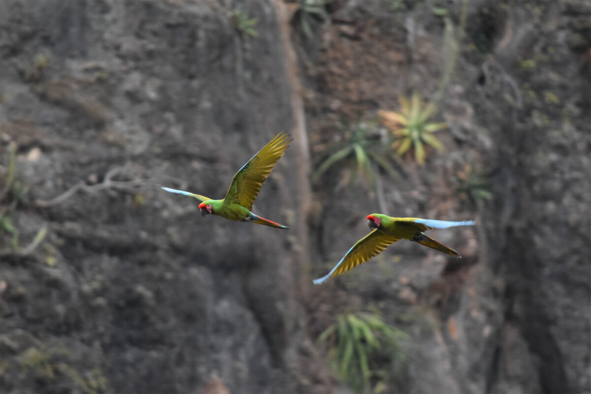 108 federal protected areas in Mexico remain without actual management ...