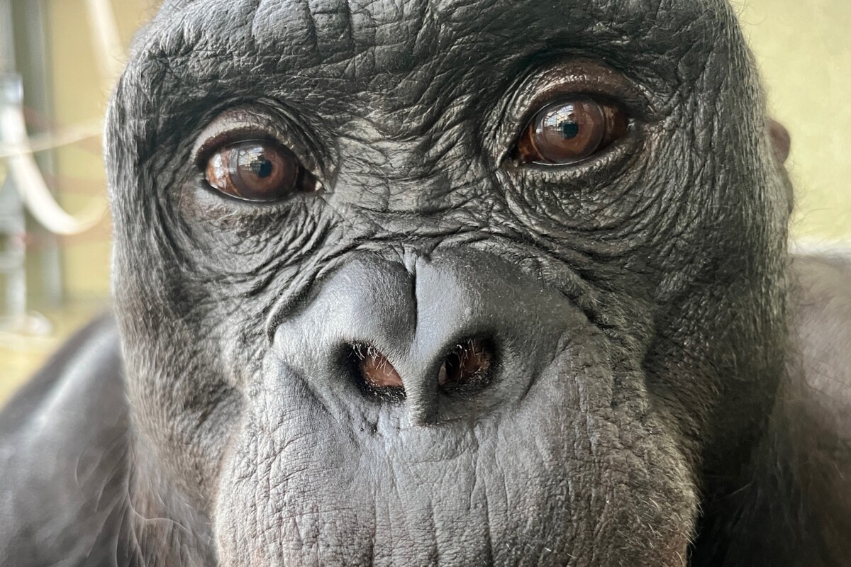 Bonobos can recognize ignorance and help, a new ‘milestone’ in ape intelligence