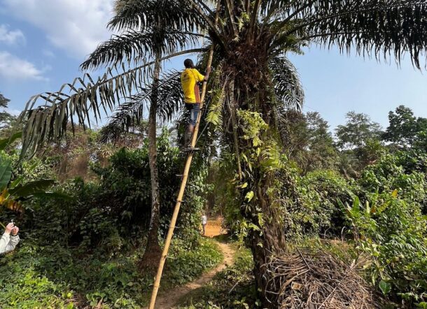 How ‘country palm’ could help pave the way toward a sustainable palm ...