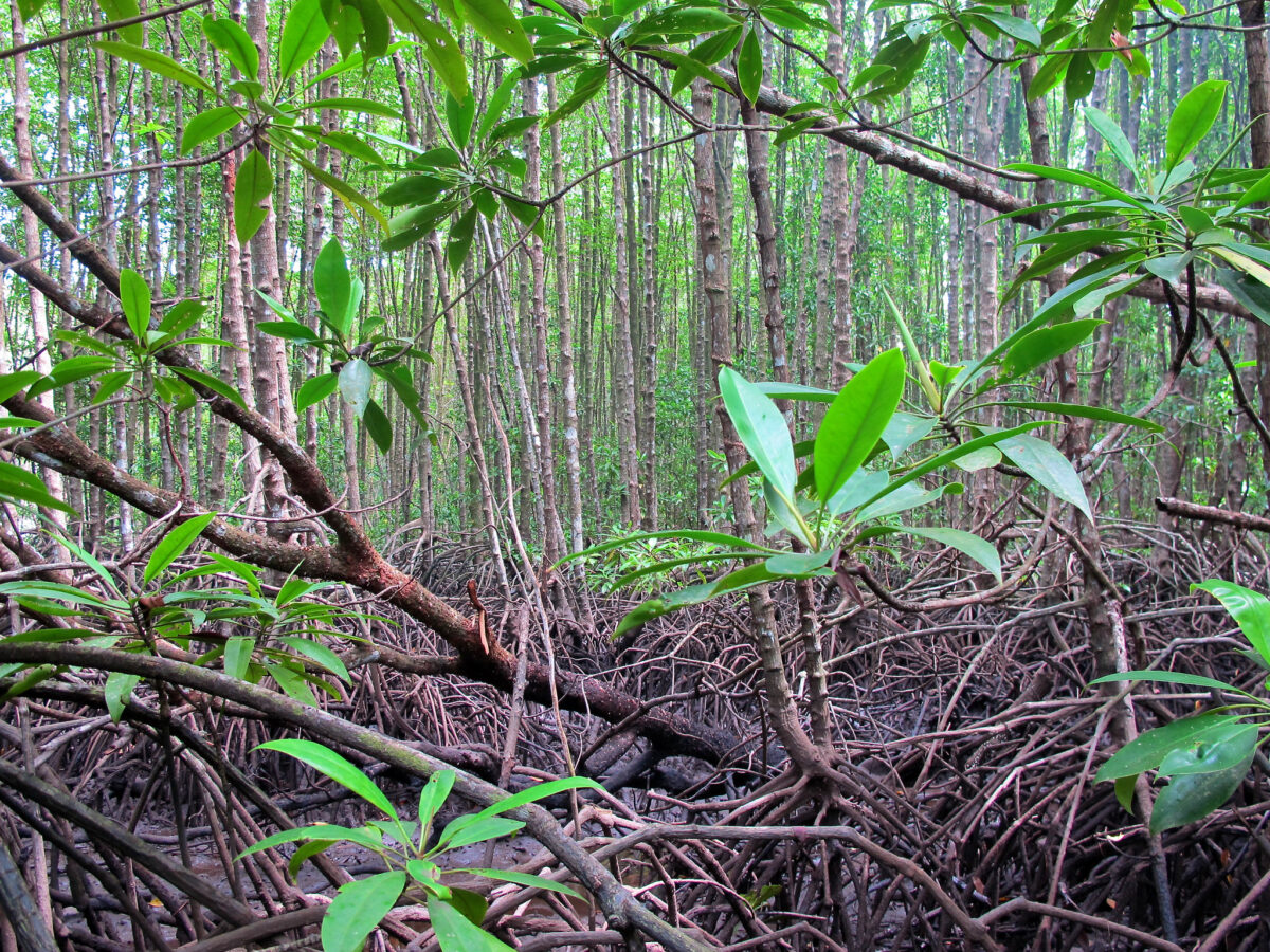 Mangrove deforestation for commodities limits conservation funding in ...