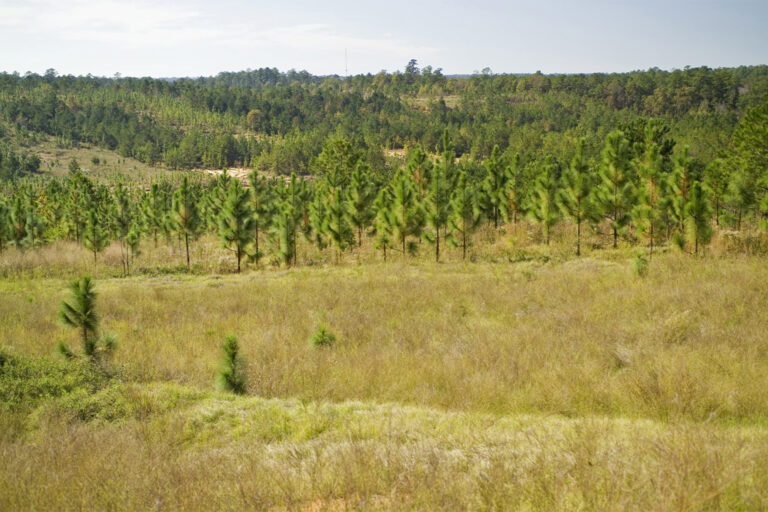 Putting the right plants in the right place boosts restoration (commentary)