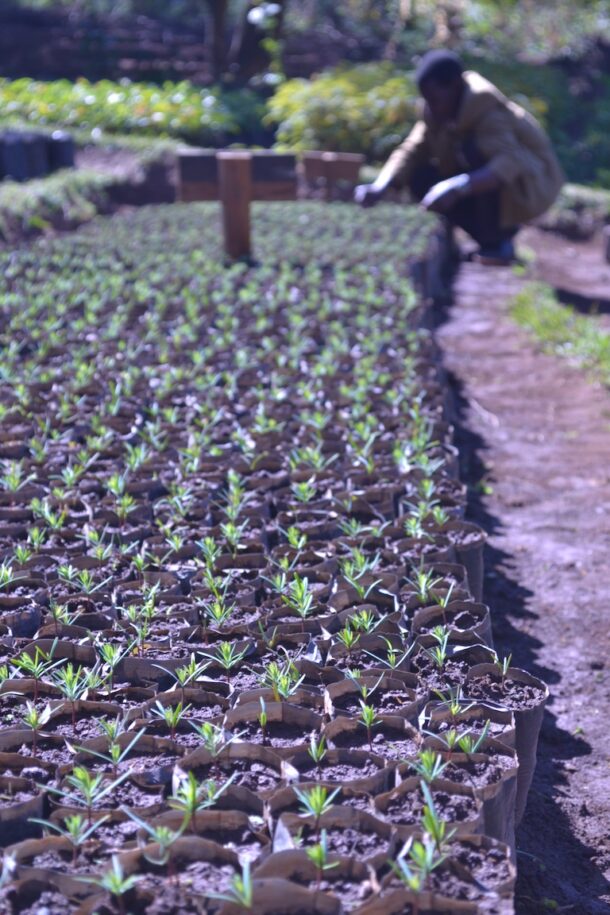 Reforesting Malawi’s ‘Island in the Sky’ to save its vanishing woodlands