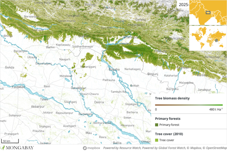 Farmers in Nepal and India see red as blue bulls raid their crops