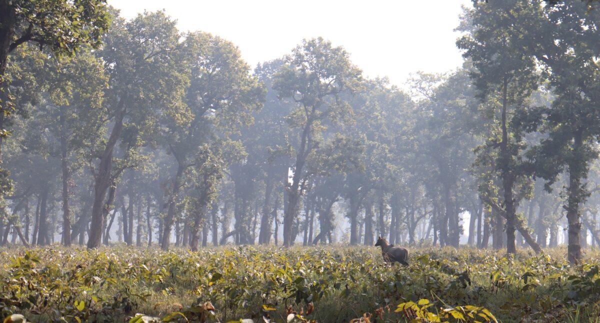 Farmers in Nepal and India see red as blue bulls raid their crops