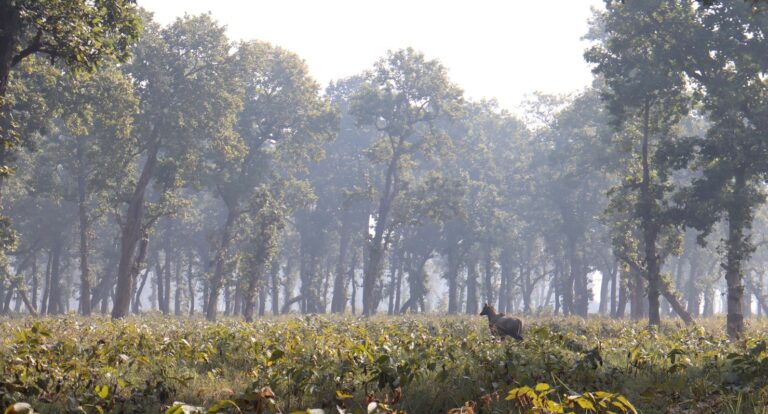 Farmers in Nepal and India see red as blue bulls raid their crops