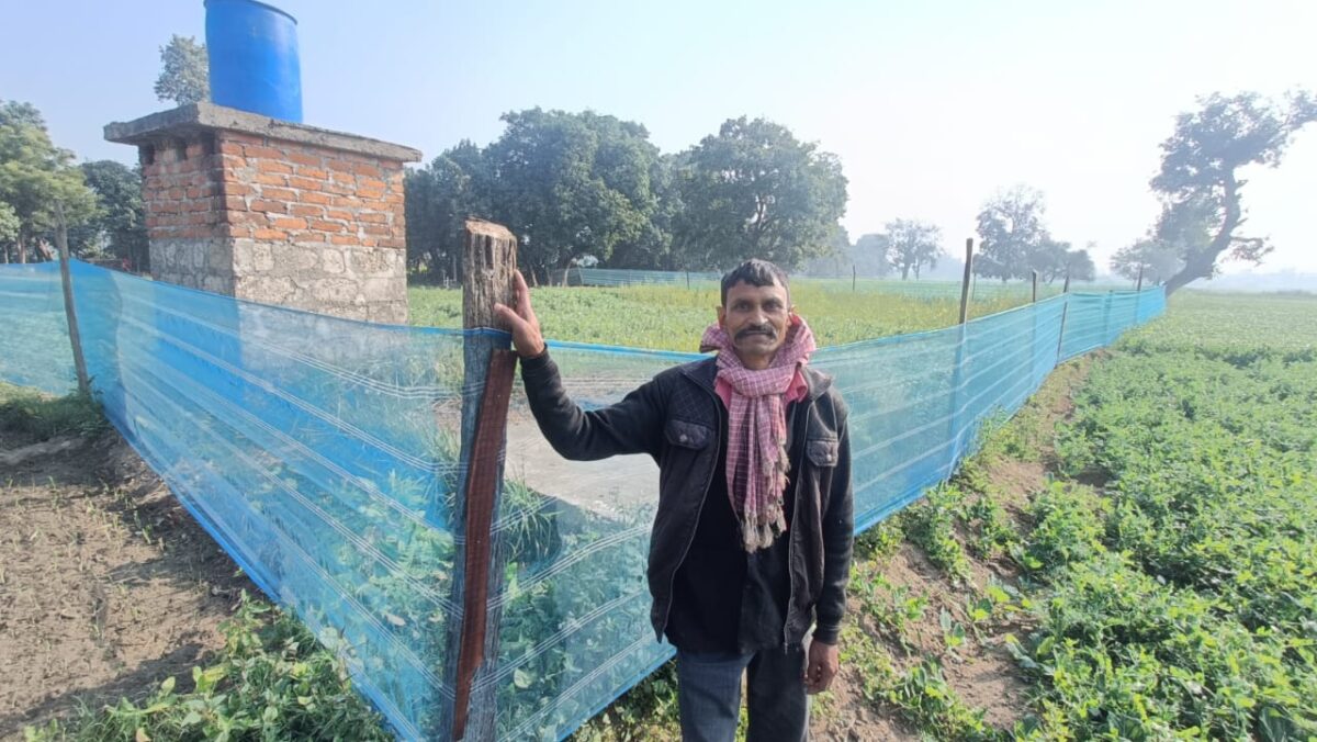Farmers in Nepal and India see red as blue bulls raid their crops