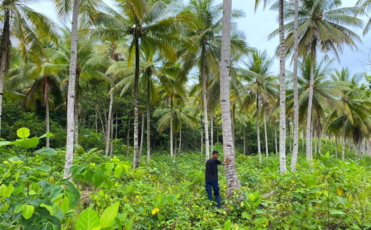 Nickel miners dig up Indonesia’s Gebe Island despite Indigenous and ...