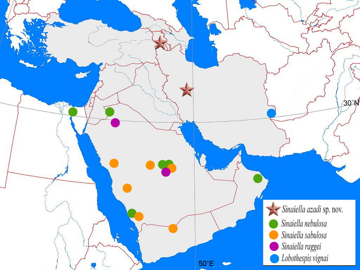 Iranian scientist names new praying mantis species for freedom