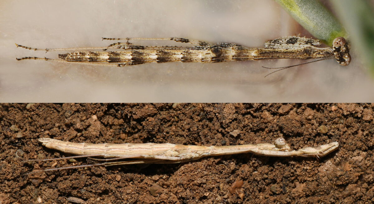 Iranian scientist names new praying mantis species for freedom